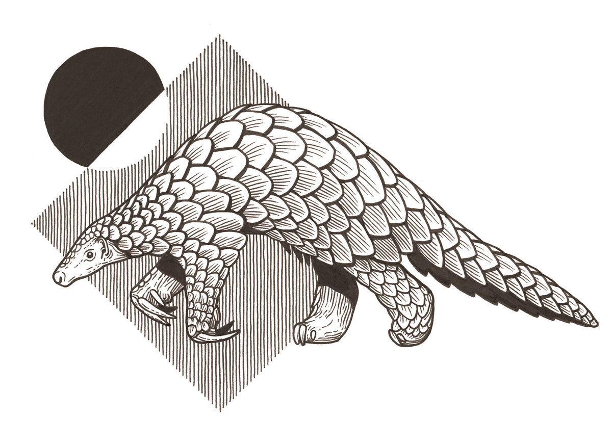 Pangolin Print – Lizzy Dalton Art